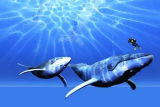 Pelvic Bones Give Whales Crazy Control During Sex