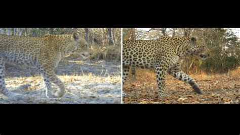 Rare Strawberry Leopard Spotted In Tanzanian Game Reserve For First Time Iflscience