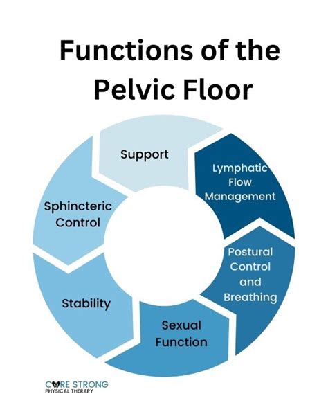 Everything You Need To Know About The Pelvic Floor — Core Strong