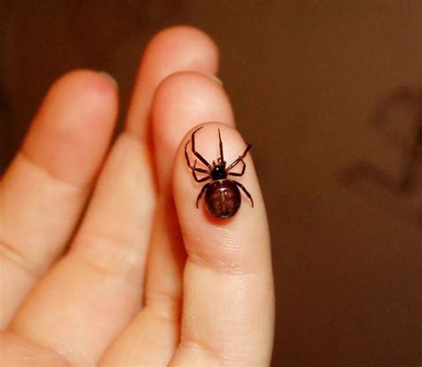 Cobweb Spider By Damein On DeviantArt