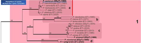 Phytophthora Cactorum In Progress Abad Et Al 2023b Idphy