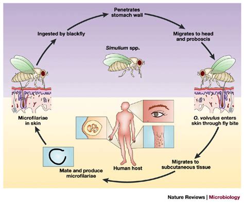 Onchocerciasis Csp