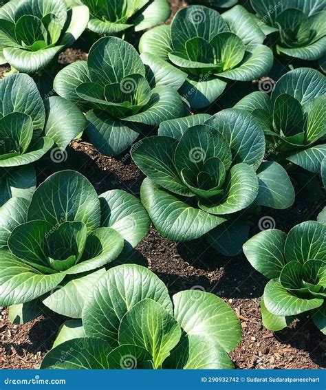 Lettuce Green Leafy Vegetables Leafy Vegetables Vegetable Plot Stock Lettuce Green Leafy Vegetables Leafy Vegetables Vegetable Plot Stock