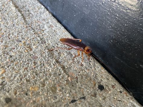 American Cockroach From Utsa Blvd San Antonio Tx Us On September 20