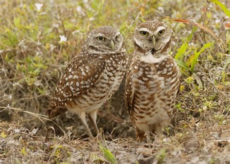 Two Florida Burrowing Owls Athene Cunicularia Floridana Stock Image