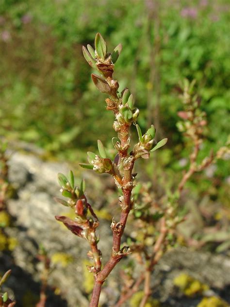 Polygonum Ramosissimum Yellow Flowered Knotweed Go Botany