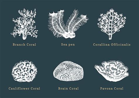 Premium Vector Vector Illustrations Of Coralscollection Of Drawn Sea