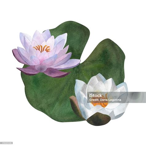 수채화 화이트 퍼플 수련 녹색 잎 엽서 포스터 스파 요가 로고 초대장 꽃 그림 여성의 날 미용실 생일 화장품 포장 식물 합성 연꽃 잎 개화에 대한 스톡 벡터 아트 및 기타