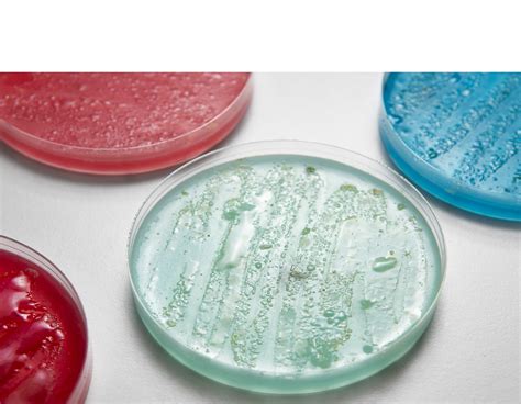 Yeast Peptone Icfood Vietnam