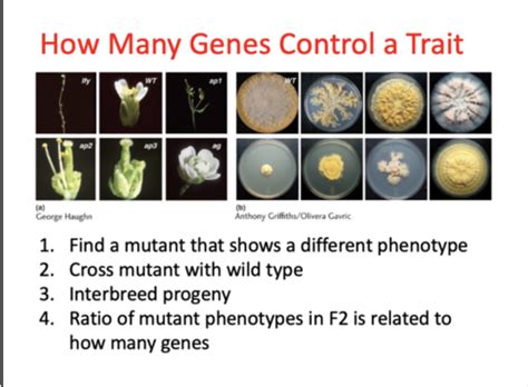 Gen Chapter Single Gene Inheritance Flashcards Quizlet