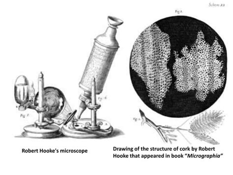 Cell And Cell Theory PPTX
