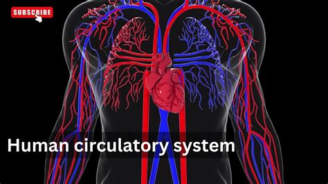 Why Is The Circulatory System Important