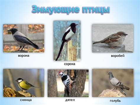 Перелетные и зимующие птицы презентация онлайн