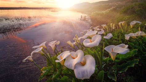 Calla Lily Wallpaper