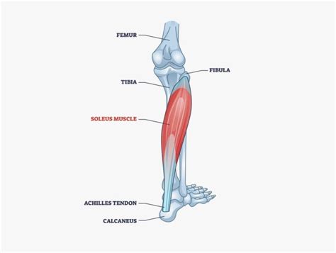Soleus Push Ups What Is It And How Does Shaking Your Legs Lower