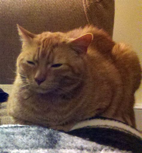 Behind The Bit Newman And Red Kitka Budding Friendship