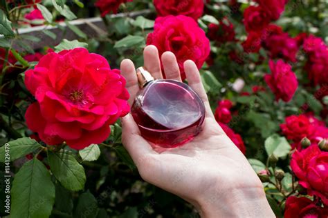 в ладонях женщины флакон духов с ароматом розы Photos Adobe Stock