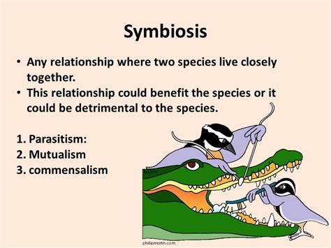 Symbiosis Examples Clipart