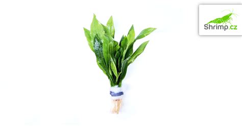 Echinodorus Amazonicus Svazek