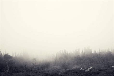 300 Foggy Forest Wallpapers