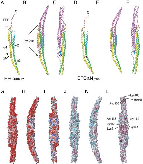 Membrane Invagination Semantic Scholar