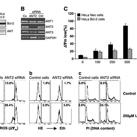 Pdf Chemosensitization By Knockdown Of Adenine Nucleotide Translocase 2