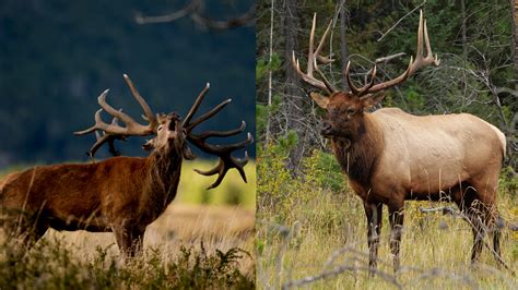 Red Stag Deer