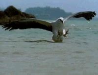 Spread Eagle S Obtenez Le Meilleur  Sur Er