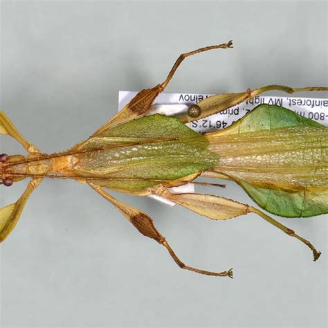 Pdf The Types Of Phasmida In The Natural History Museum London Uk