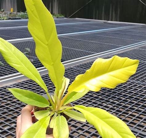 Philodendron Golden Crocodile – Brian's Botanicals
