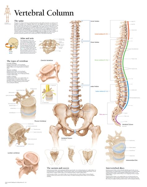 Chart Vertebral Column