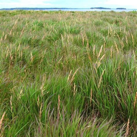 Joint Grass Native 1 Ted Lare Design And Build