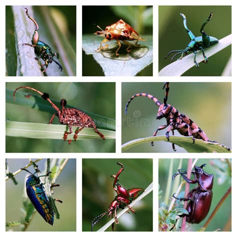 Variety Of Colorful Insects And Bugs On In A Different Positions Stock
