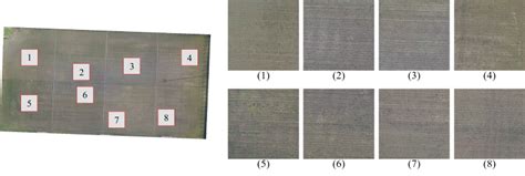 Rice Seedling Dataset