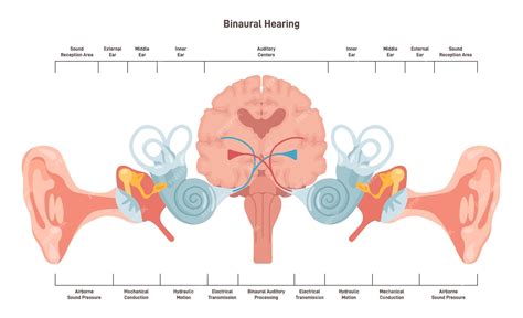 Premium Vector Binaural Hearing Human Ability To Hear In Two Ears Auditory Pathways
