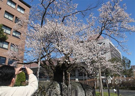 輝く生命力心明るく 石割桜見頃【岩手】｜iwanichi Online 岩手日日新聞社