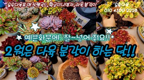 숲속다육~새식구 분갈이 다해요~ Youtube