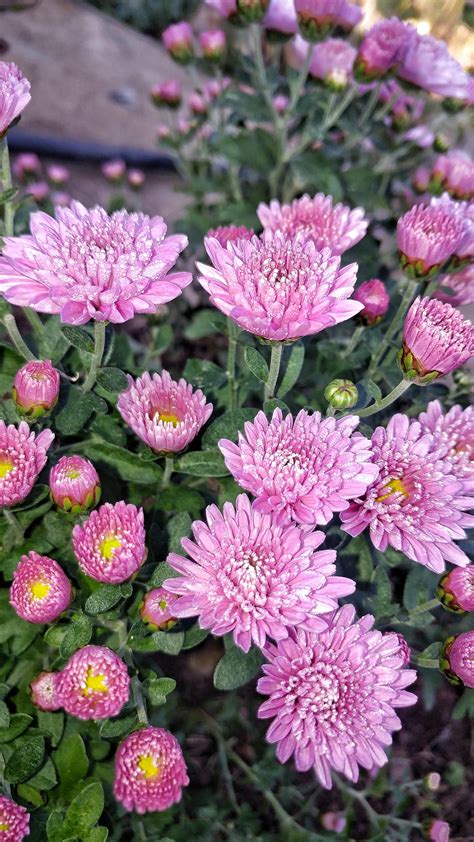 ფლორა და ფაუნას მოყვარულთა ჯგუფი Facebook