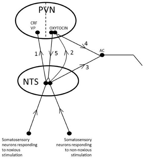 Schematic Illustration Of Different Effects Of Oxytocin Released From