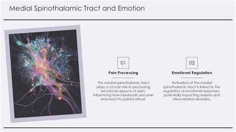 Medial Spinothalamic Tract And Emotion Ppt Slides Acp Ppt Powerpoint