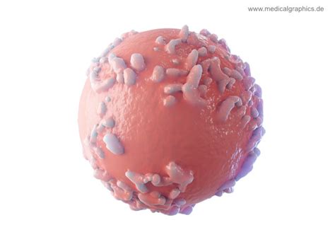 Memory T Cell Medicalgraphics