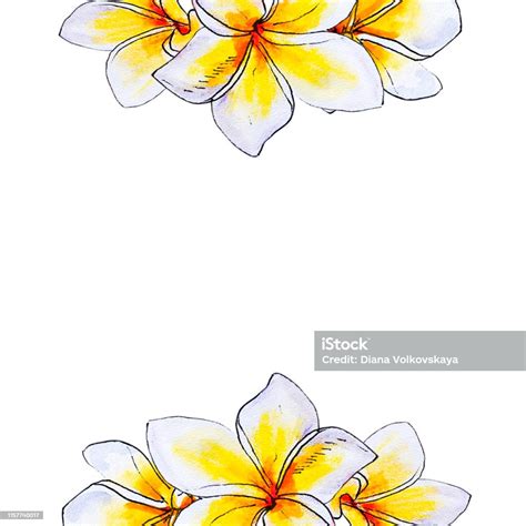 흰색 깃털 꽃에서 아름 다운 테두리 프레임입니다 Frangipani 수채화 그림입니다 0명에 대한 스톡 벡터 아트 및 기타