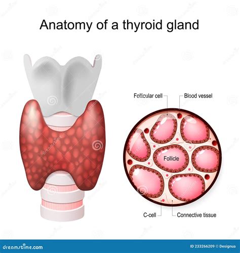 Anatomy Of A Thyroid Gland Stock Vector Illustration Of Neck 233266209