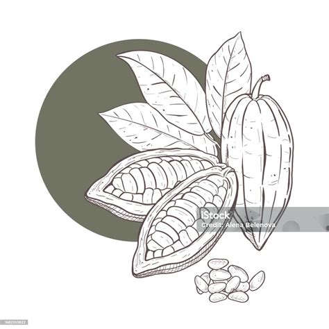 코코아 잎의 벡터 그림 세트와 껍질을 벗기지 않은 원시 콩깍지 분리된 씨앗을 열고 닫았다 나뭇가지의 검은색 Scillfull 윤곽 배경으로 검은색 Curcle이 있는 그래픽