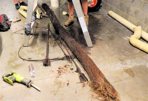 Tree Roots In Sewer Drains Archives Whywait Plumbing Services