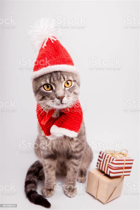 회색 줄무늬 고양이 산타의 모자를 착용 하 고 흰색 바탕에 선물 포위 크리스마스와 새 해 개념 12월에 대한 스톡 사진 및 기타 이미지 Istock