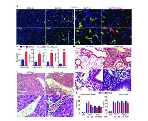 G184s Neutrophils Fragment And Aggregate In Liver Sinusoids Following Download Scientific