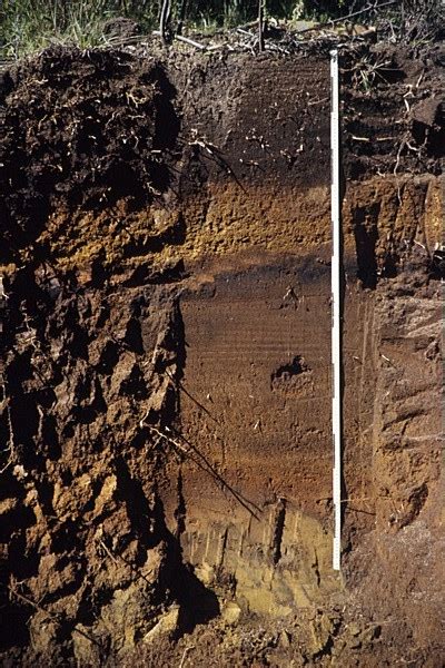 Reference Soil Kenya 38 Andosol Isric World Soil Museum