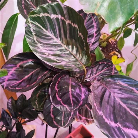Calathea Gecko Care 101 Water Light And Growing Tips
