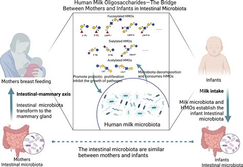 Frontiers Human Milk Oligosaccharides Bridging The Gap In Intestinal